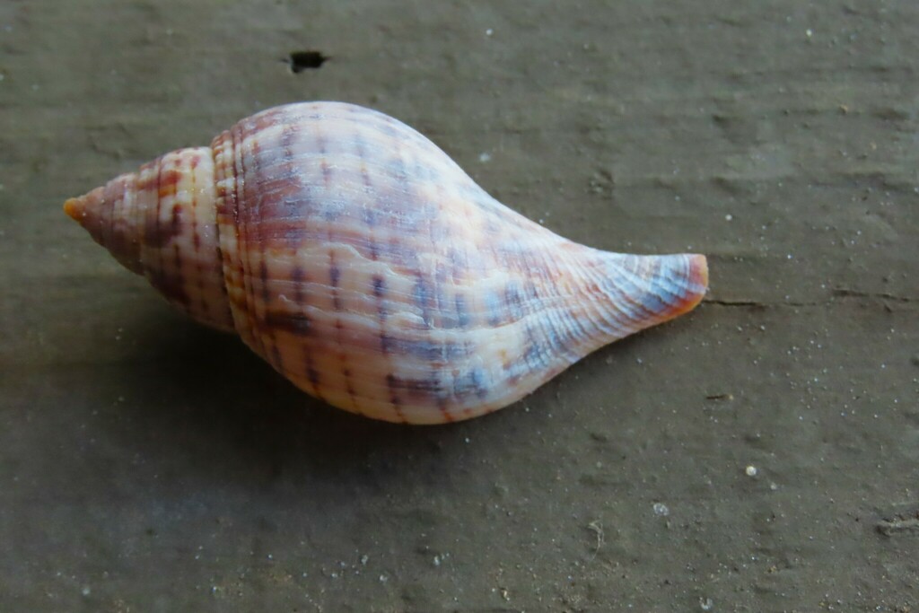 True Tulip from Carlos Point, Fort Myers Beach, FL 33931, USA on ...