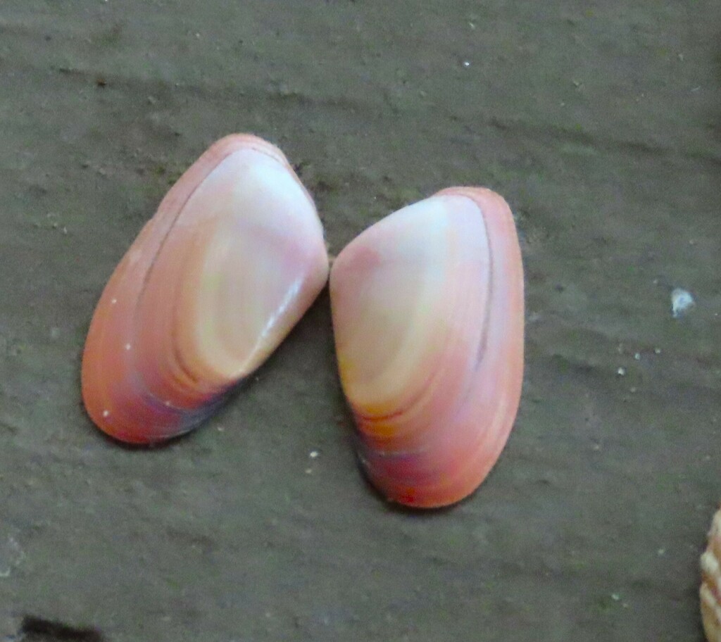 Coquina from Carlos Point, Fort Myers Beach, FL 33931, USA on December 03, 2022 at 09:52 AM by ...