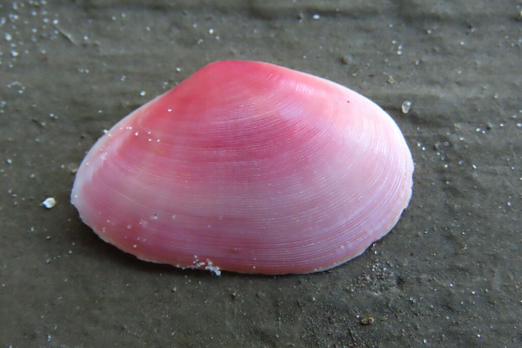 Rose-petal tellin from Carlos Point, Fort Myers Beach, FL 33931, USA on ...