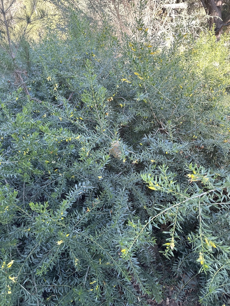 spotted emu bush from Crown Valley Pkwy, Laguna Niguel, CA, US on ...