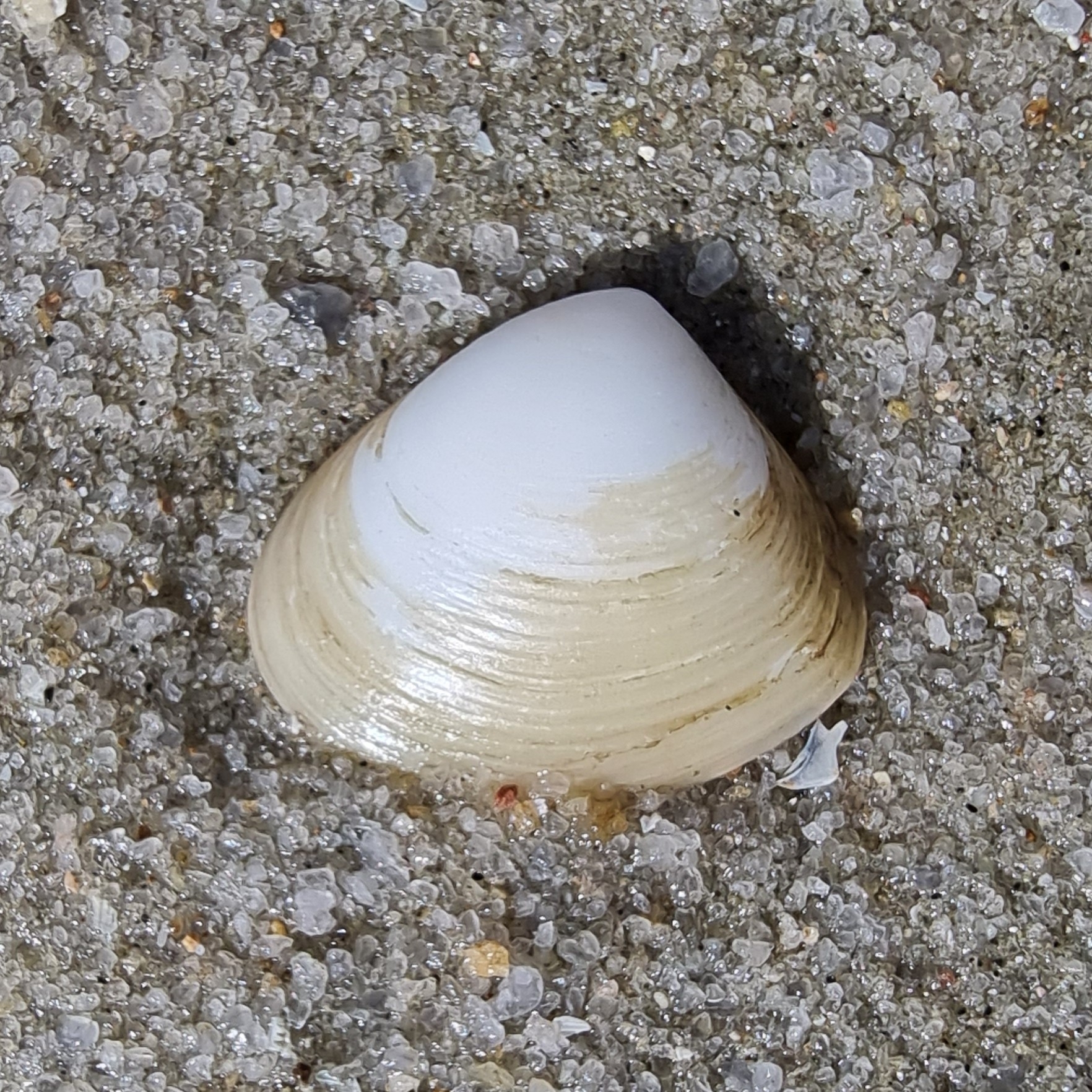 Atactodea striata (Gmelin, 1791)