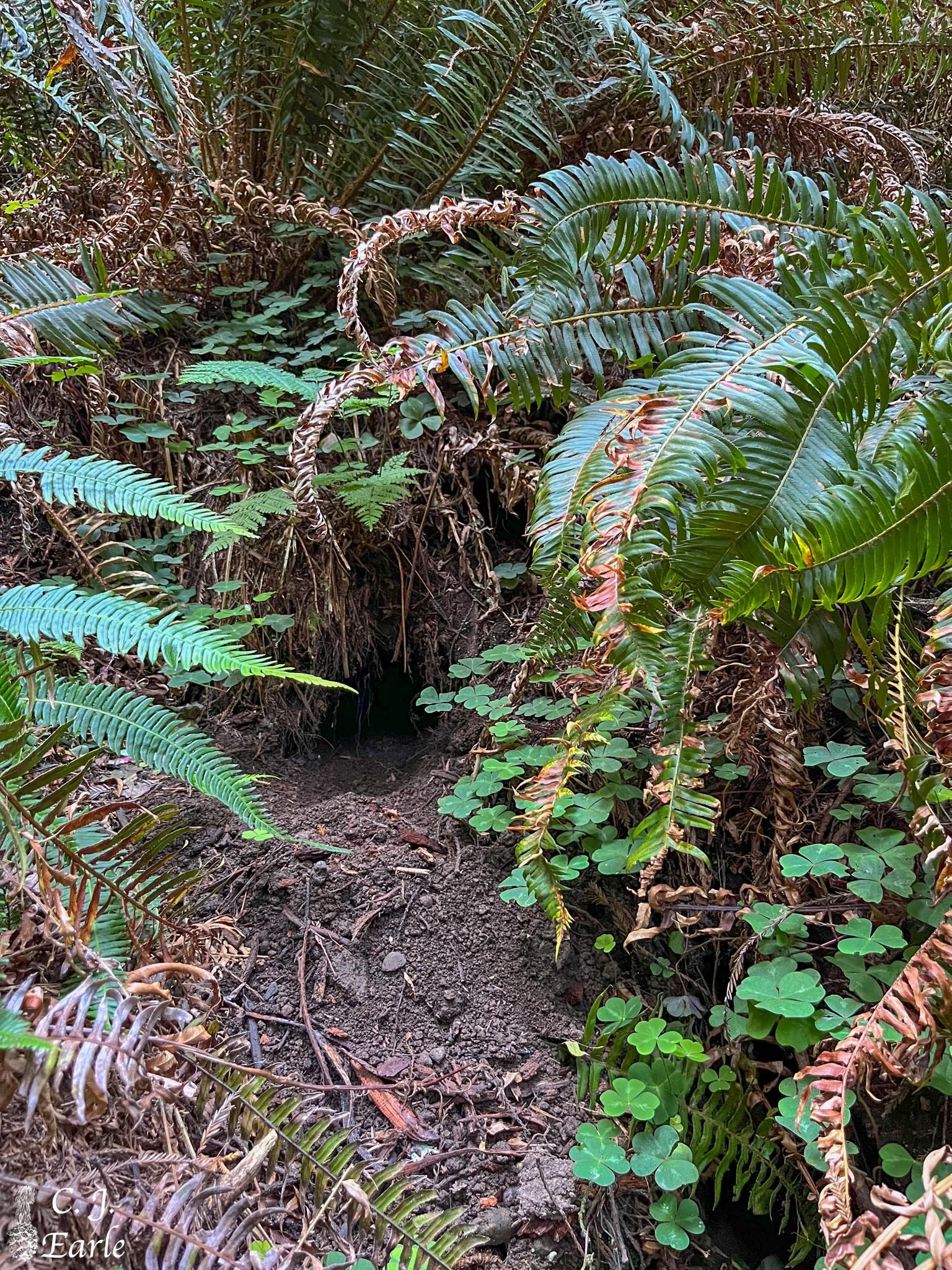 Aplodontia rufa (Rafinesque, 1817)