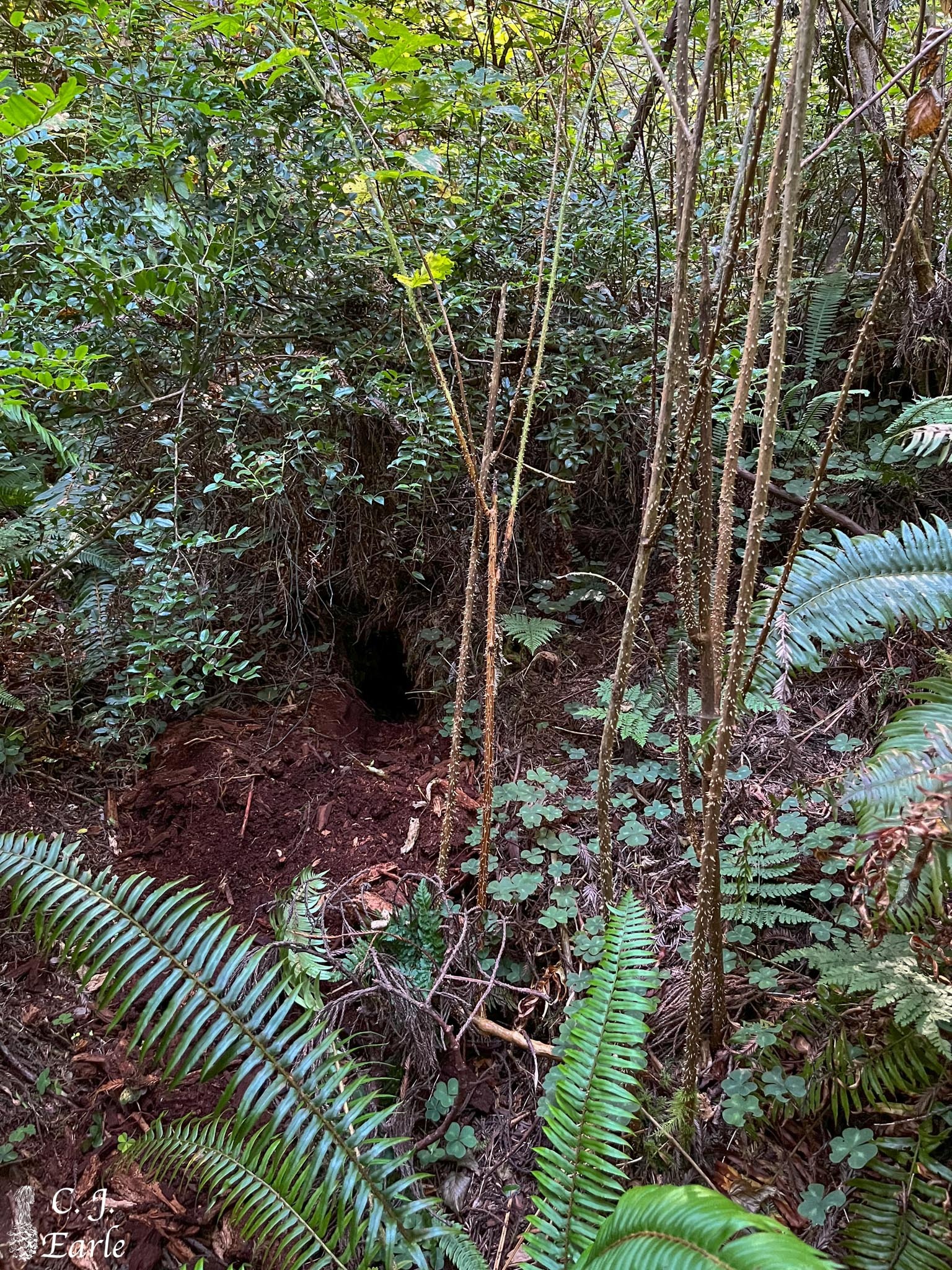 Aplodontia rufa (Rafinesque, 1817)