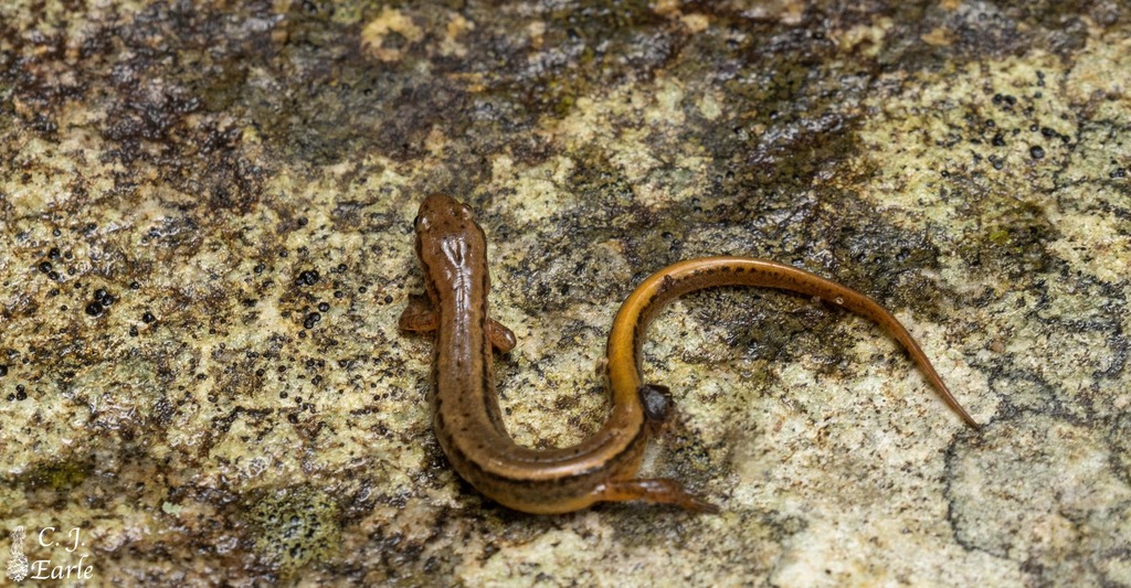 Northern Two-lined Salamander from Oxford, Maine, United States on ...