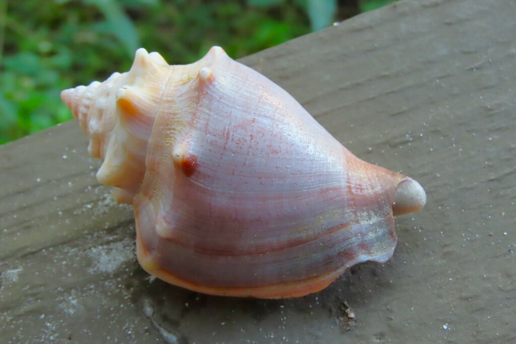 Florida Fighting Conch from Carlos Point, Fort Myers Beach, FL 33931 ...