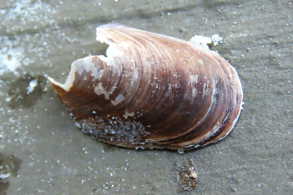Southern Horse Mussel from Carlos Point, Fort Myers Beach, FL 33931 ...