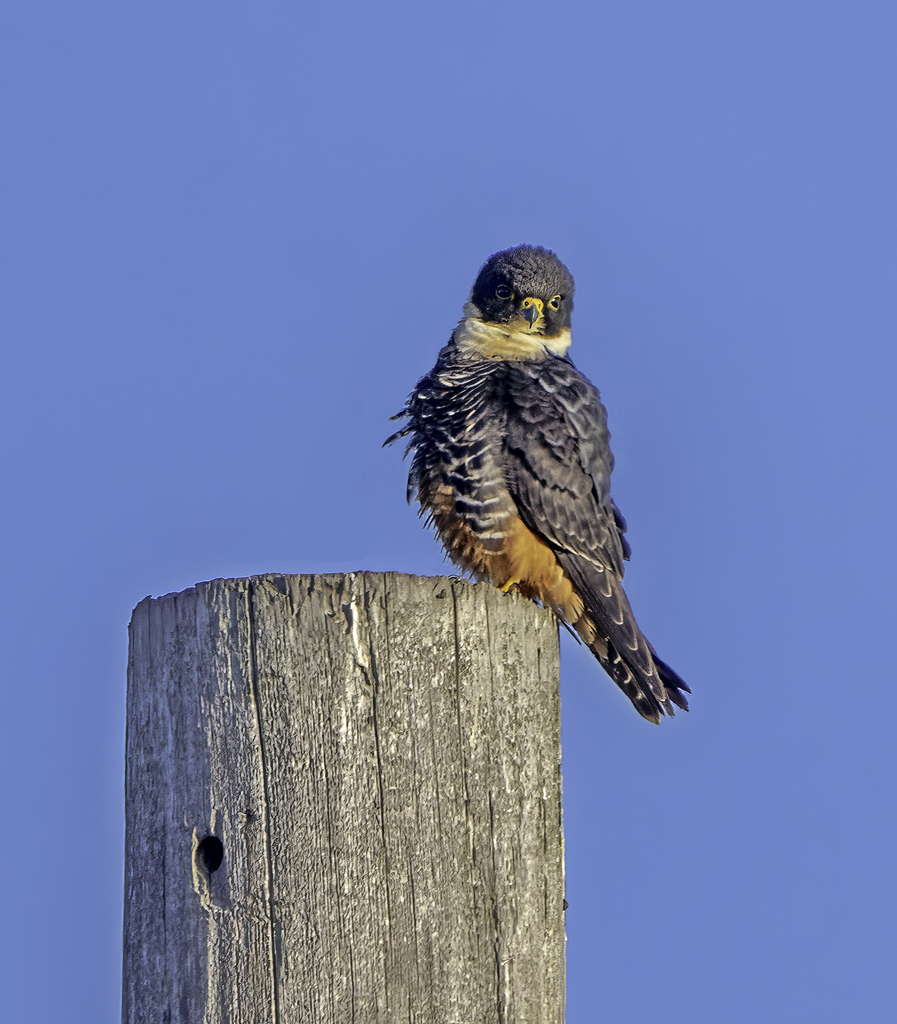 Halcón murcielaguero desde Santa Ana NWR, Hidalgo County, TX, USA el 01 ...