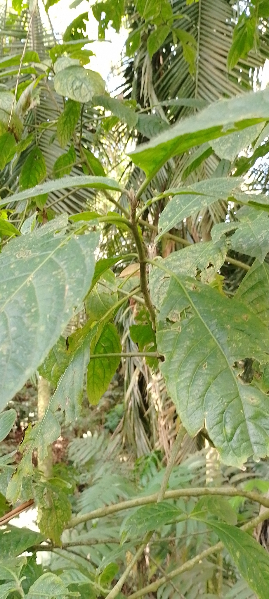 Trichanthera Kunth