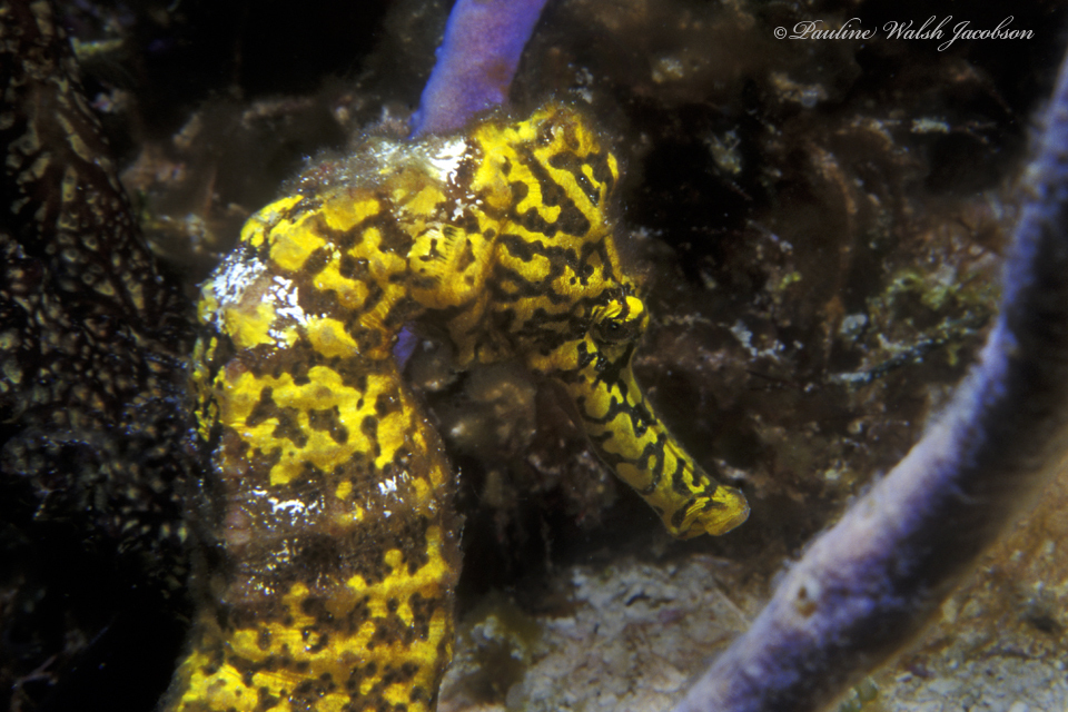 Longsnout Seahorse from San Miguel de Cozumel, Quintana Roo, Mexico on ...