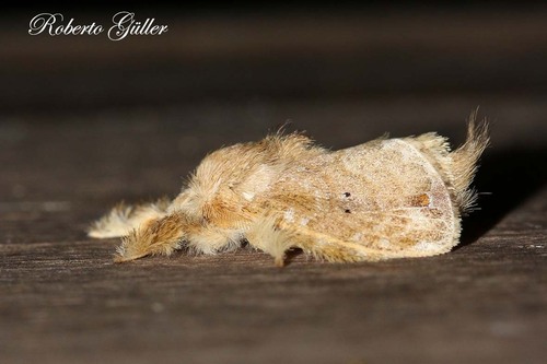 Nesara apicalis · NaturaLista Colombia