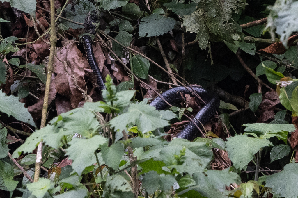 African Tree Cobra from Bwindi Impenetrable, Kanungu, Kinkiizi, Uganda ...
