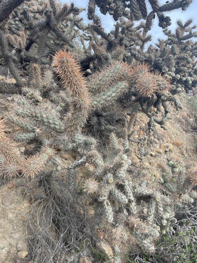 Coast Cholla from Border Field State Park, San Diego, CA, US on ...