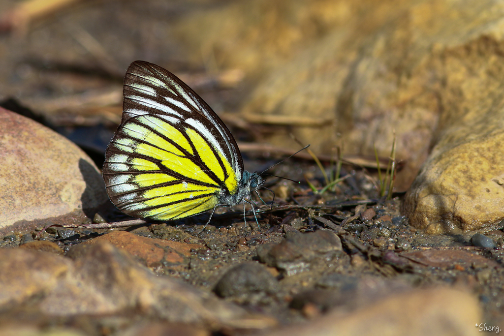 Cepora pactolicus from Long Lellang, Sarawak, 馬來西亞 on August 03, 2017 ...