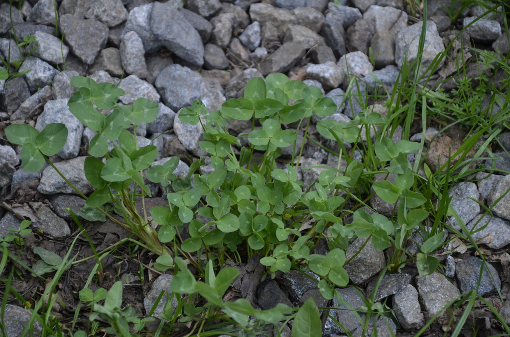 Red Clover from Северо-Западный административный округ, Москва, Россия ...