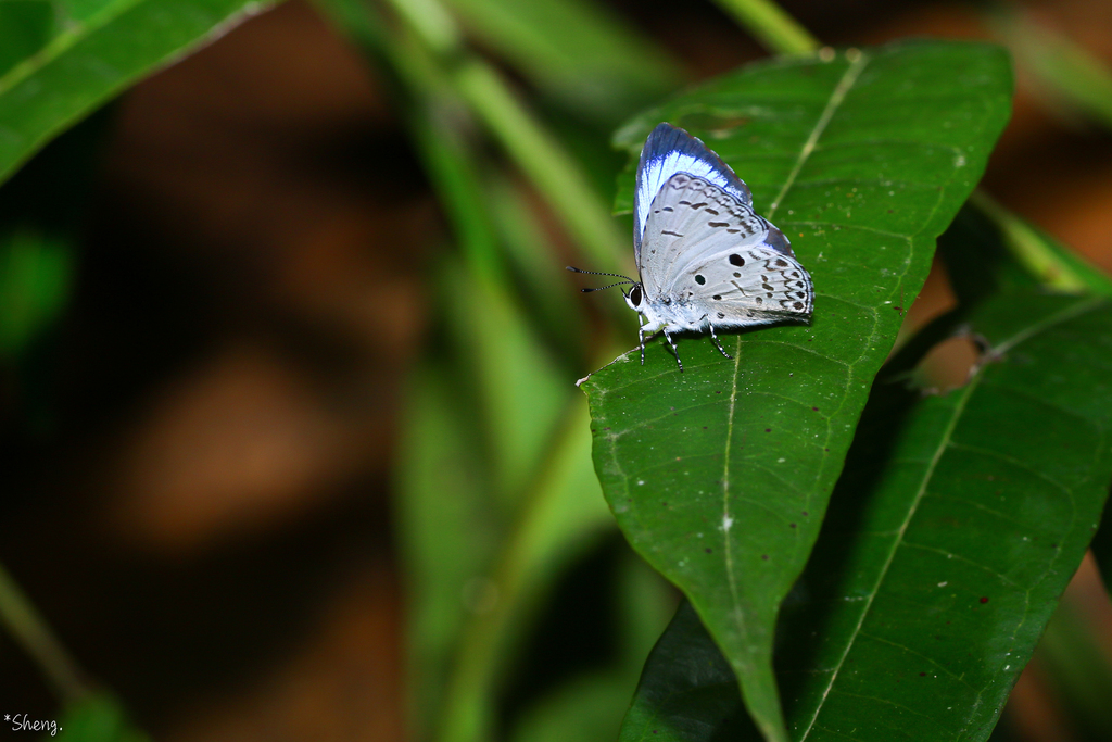 Common Hedge Blue from Long Lellang, Sarawak, 馬來西亞 on August 07, 2017 ...