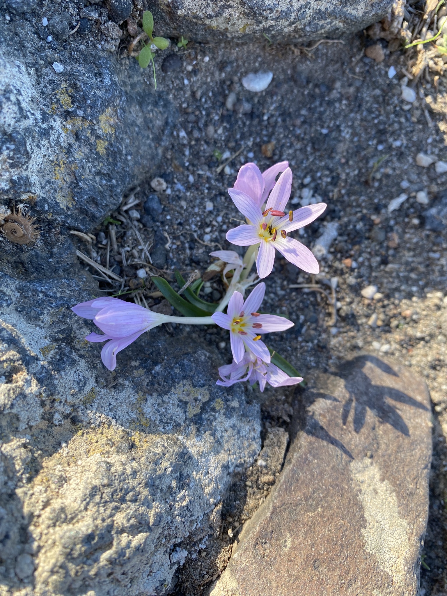Colchicum cupanii Guss.