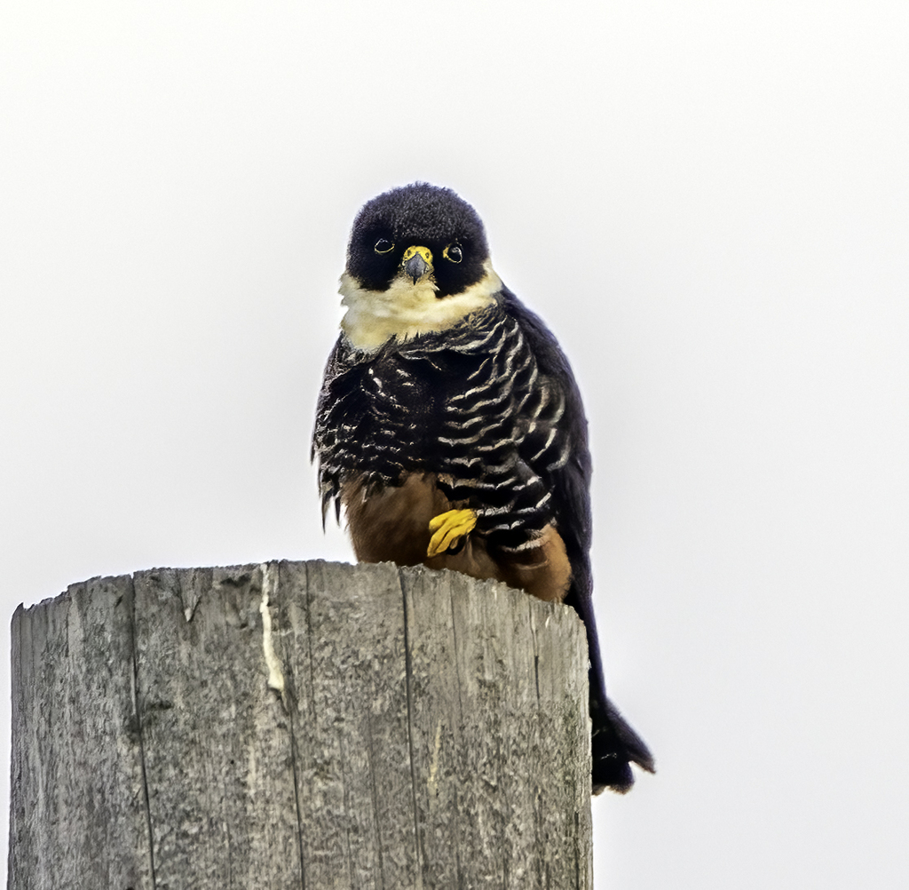 Bat Falcon from Santa Ana NWR, Hidalgo County, TX, USA on March 4, 2022 ...