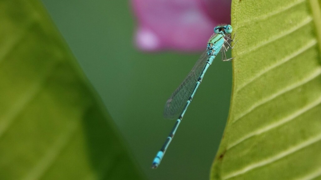Three Striped Blue Dart from Mount Mary, Bandra West, Mumbai ...