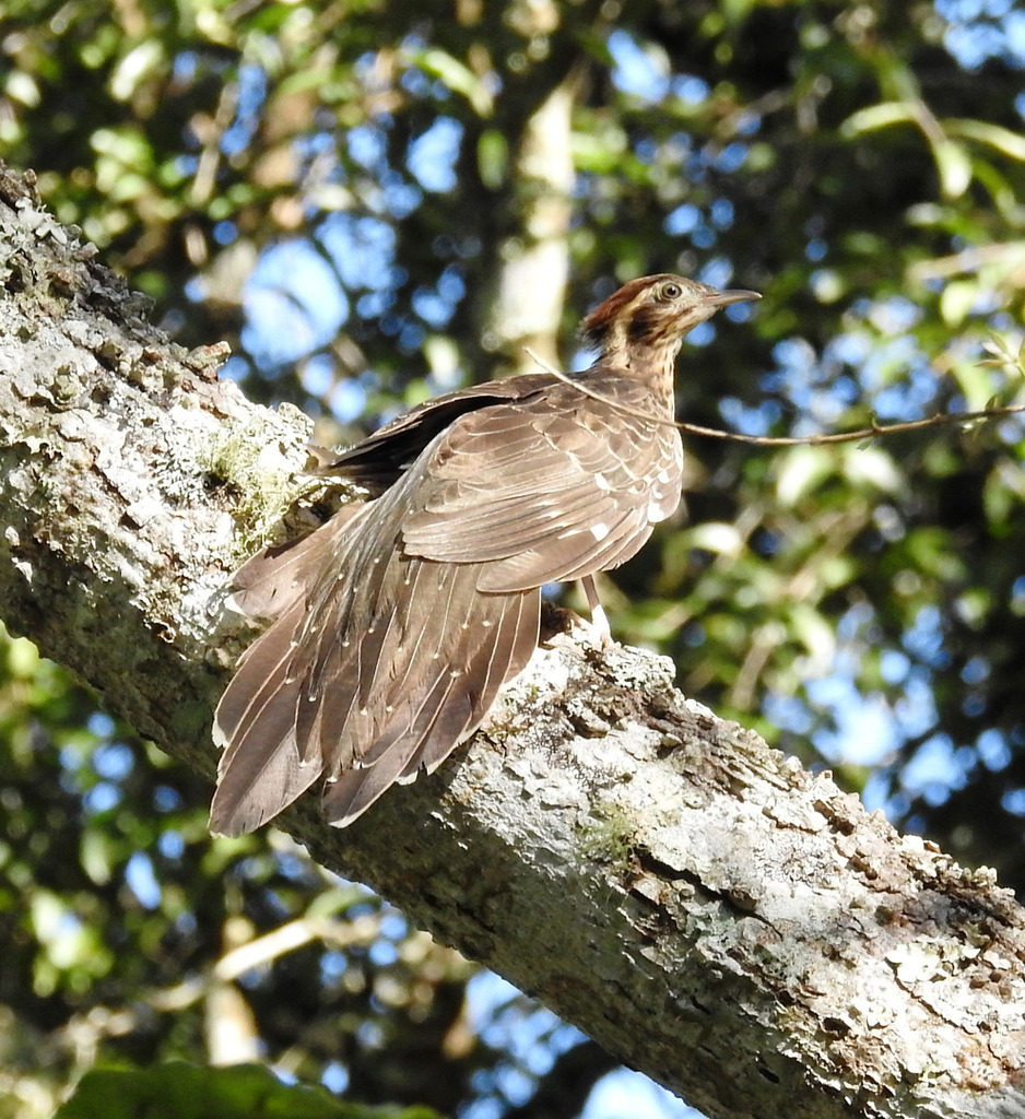 Pheasant Cuckoo from Chapada dos Guimarães - MT, Brasil on April 27 ...