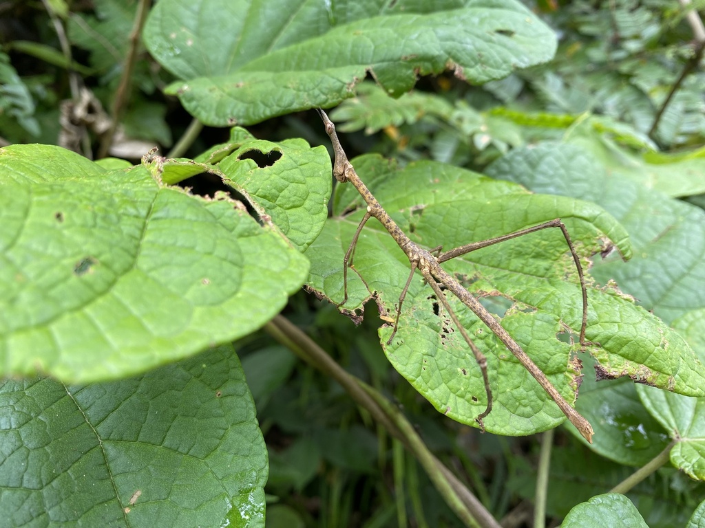 Apioscelis from Vía a Puni bocana, Tena, Napo, EC on December 03, 2022 ...