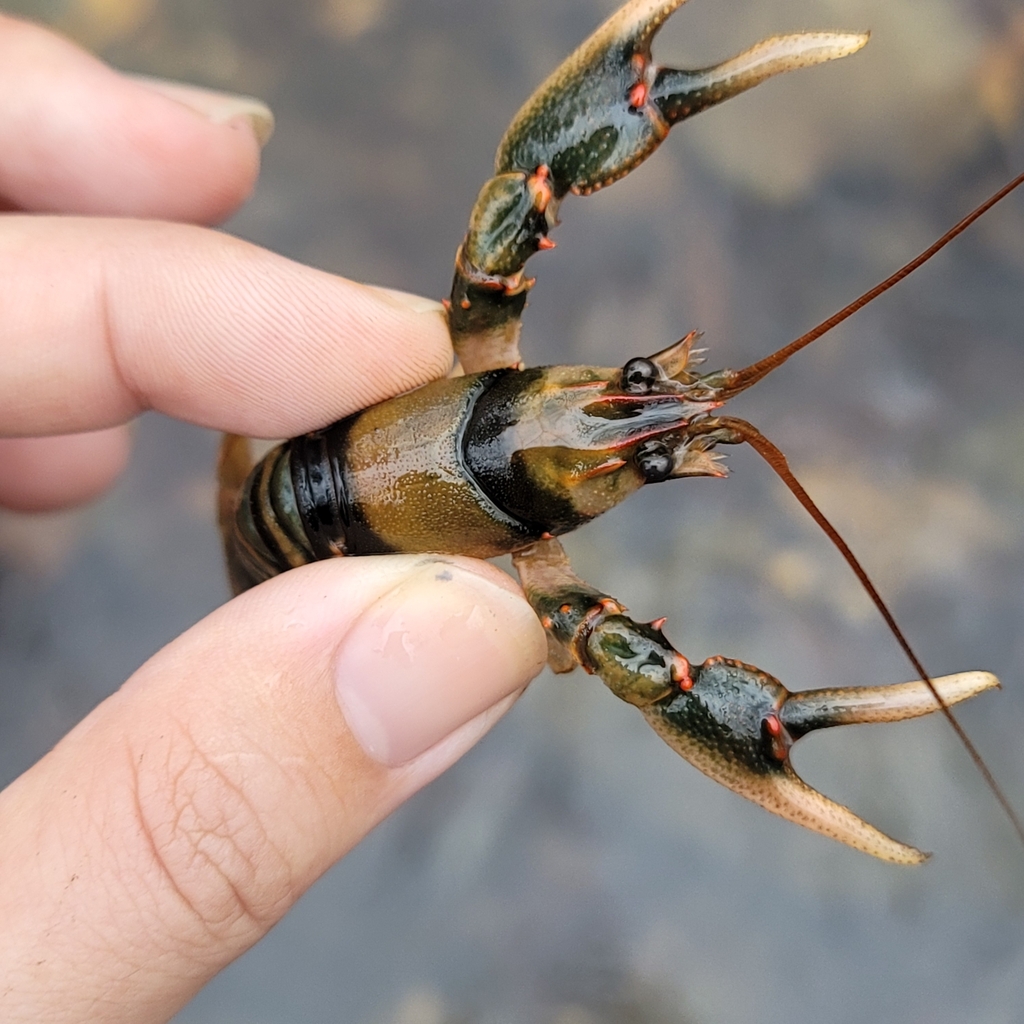 Coosa Crayfish in December 2022 by Alan Jeon · iNaturalist