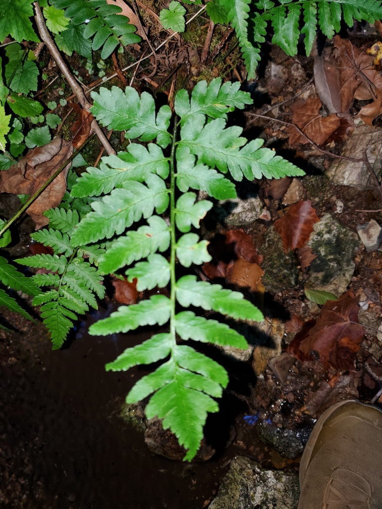 log fern from Anderson, Tennessee, United States on September 23, 2022 ...
