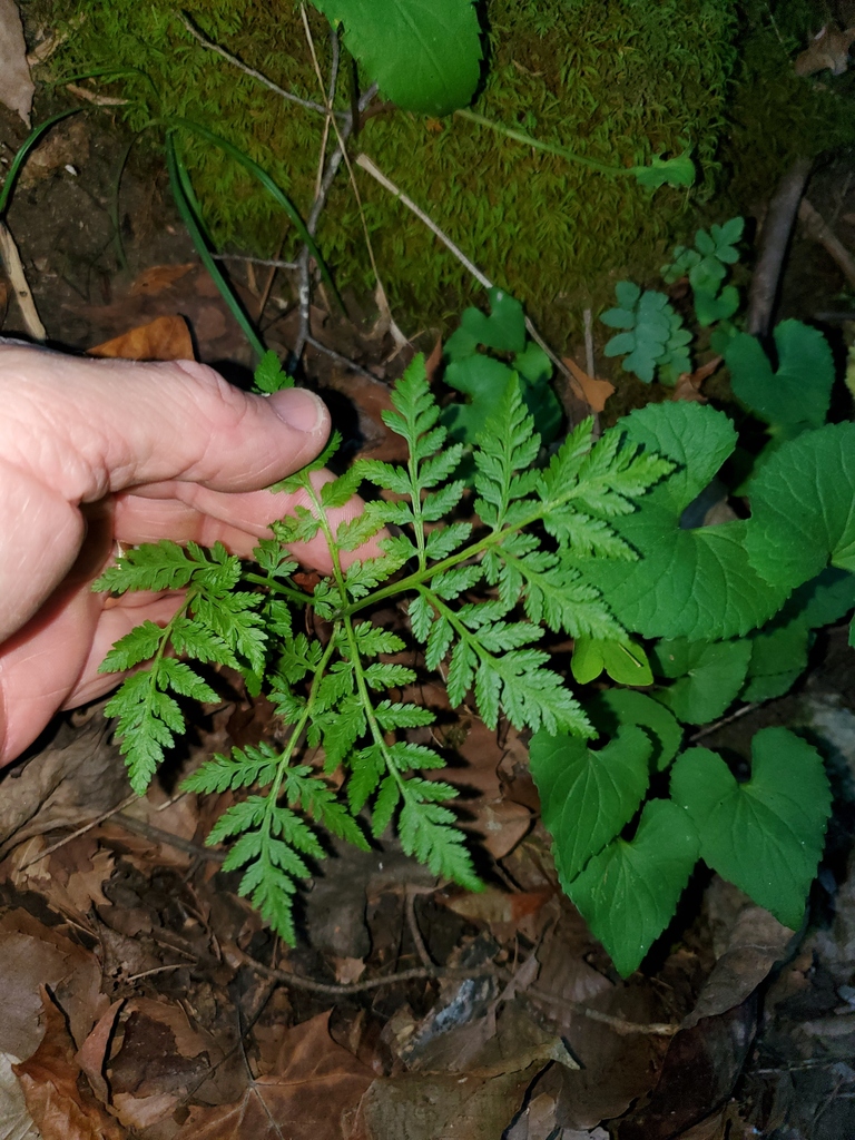 rattlesnake fern from Norris, TN, USA on September 23, 2022 at 08:46 AM ...