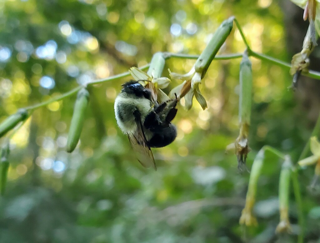 Common Eastern Bumble Bee from Norris, TN, USA on September 23, 2022 at ...