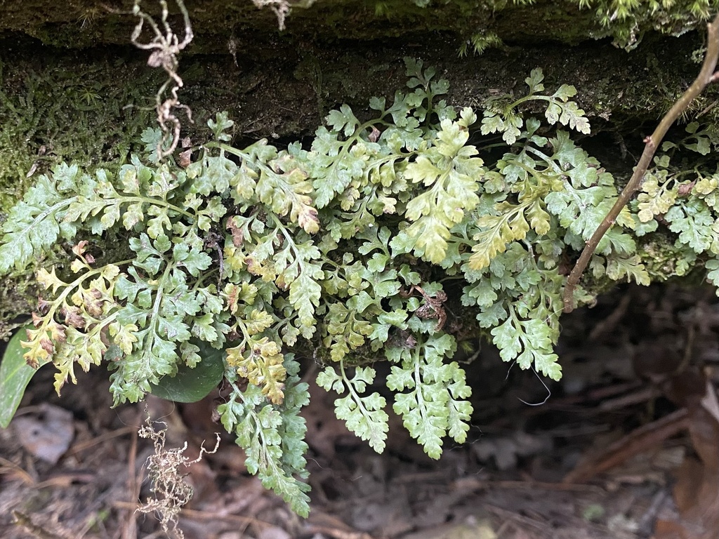 mountain spleenwort from Daniel Boone National Forest, Campton, KY, US ...