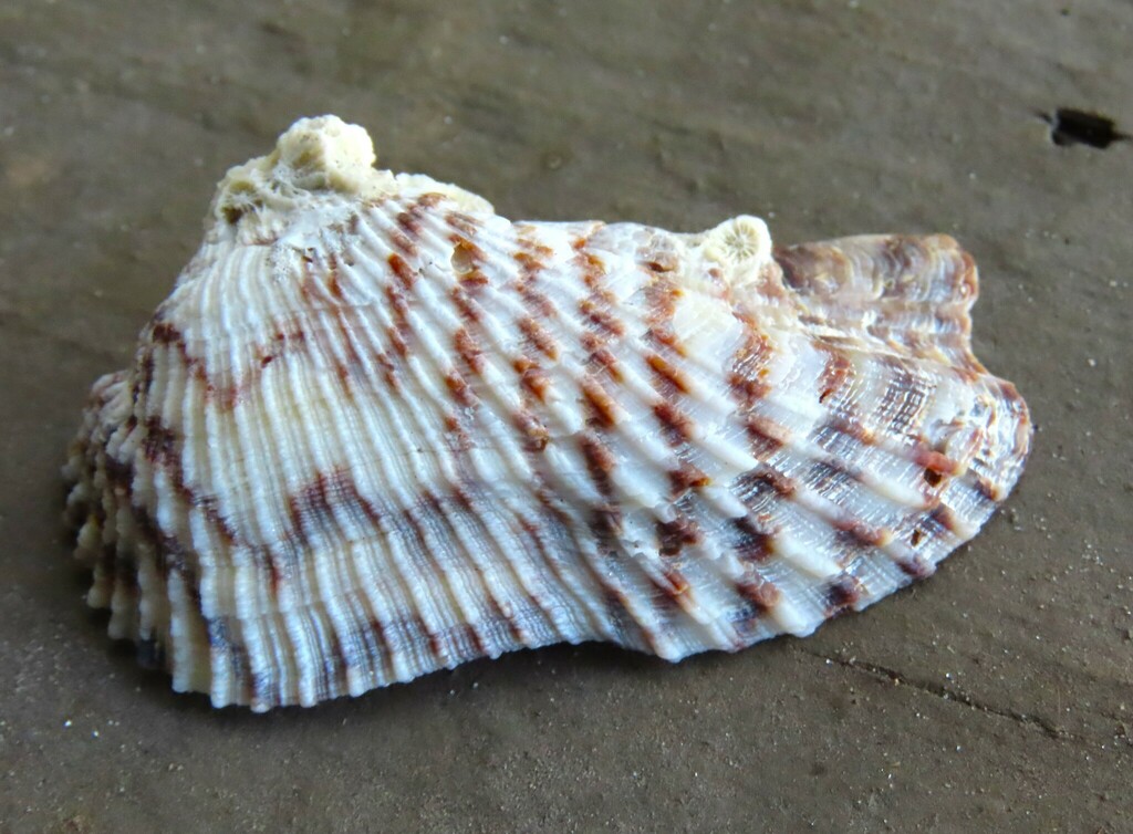 Turkey Wing from Carlos Point, Fort Myers Beach, FL 33931, USA on ...