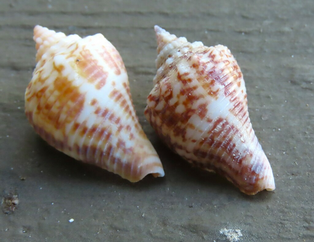 Florida Fighting Conch from Carlos Point, Fort Myers Beach, FL 33931 ...