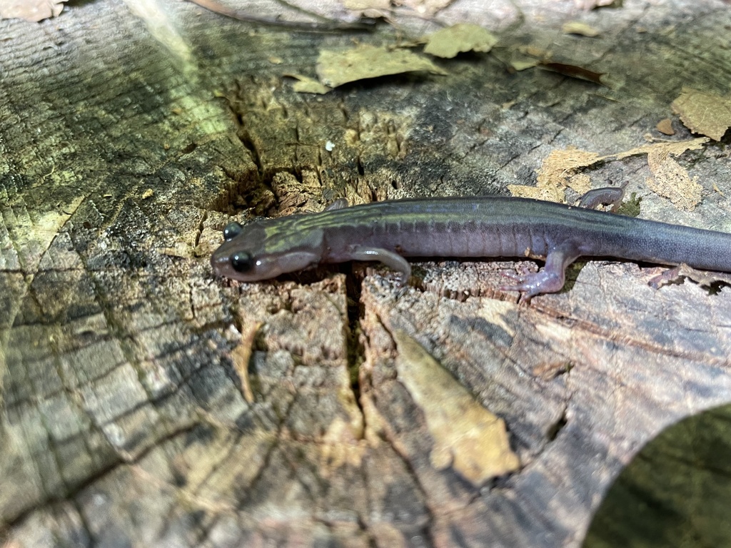 Southern Gray-cheeked Salamander from Science Center Trail, Waynesville ...