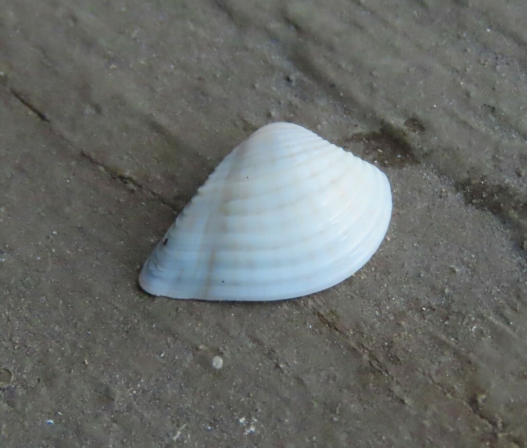 Pointed Venus Clam from Carlos Point, Fort Myers Beach, FL 33931, USA ...