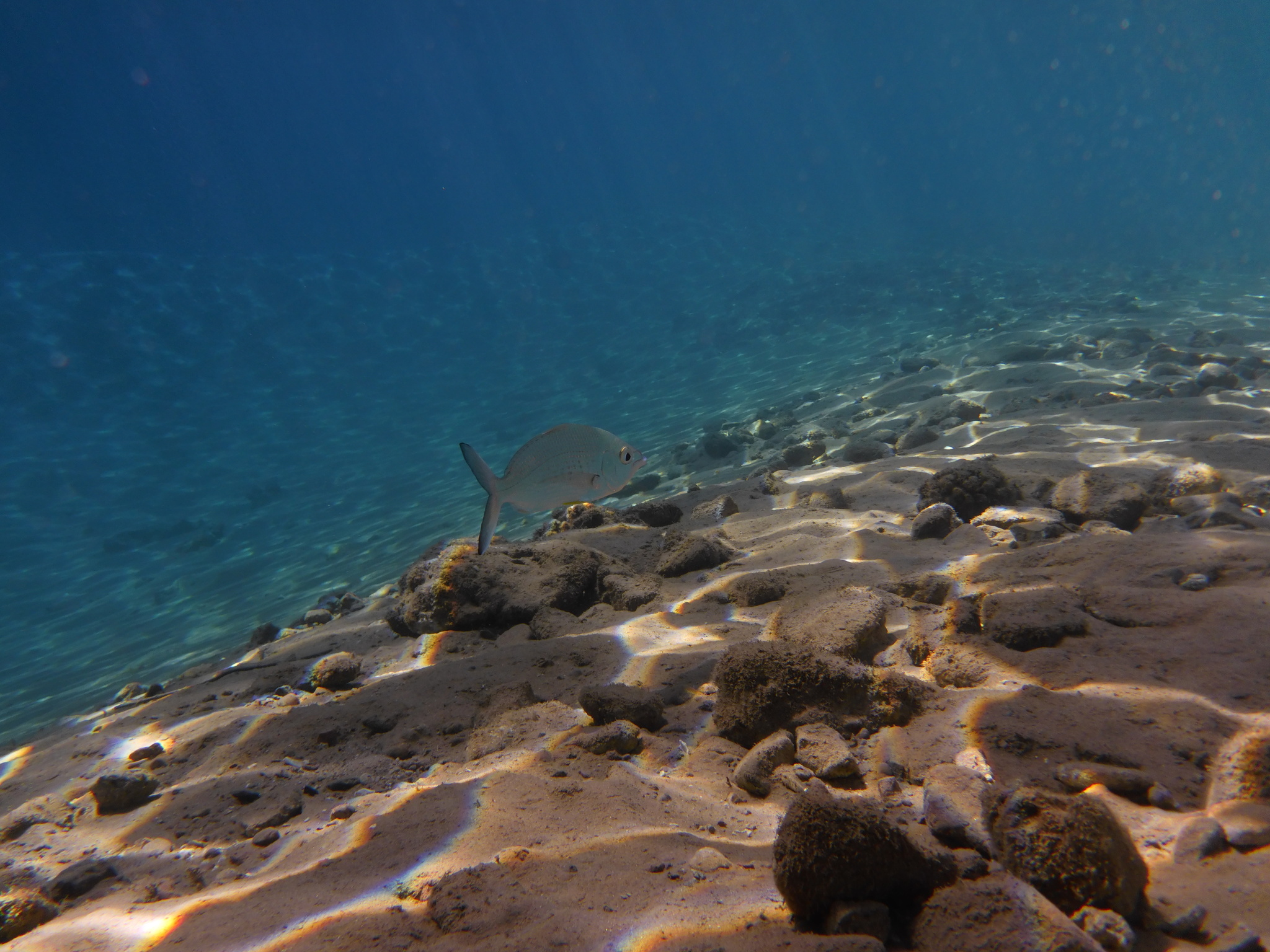 Gerres longirostris (Lacepède, 1801)