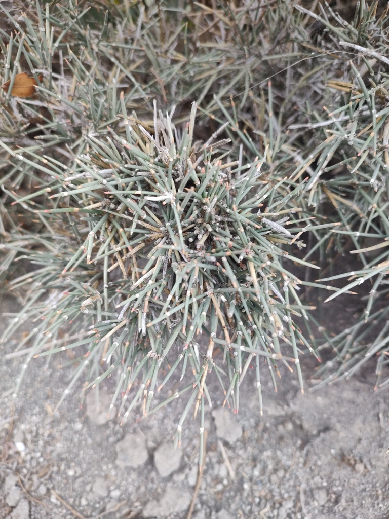 Ephedra compacta from Guadalupe Victoria, Pue., México on November 20 ...