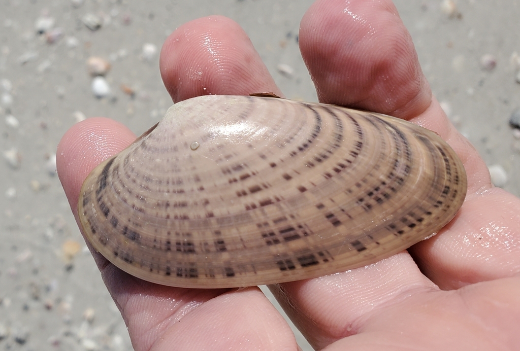 Sunray Venus Clam from Pinellas County, FL, USA on December 03, 2022 at ...