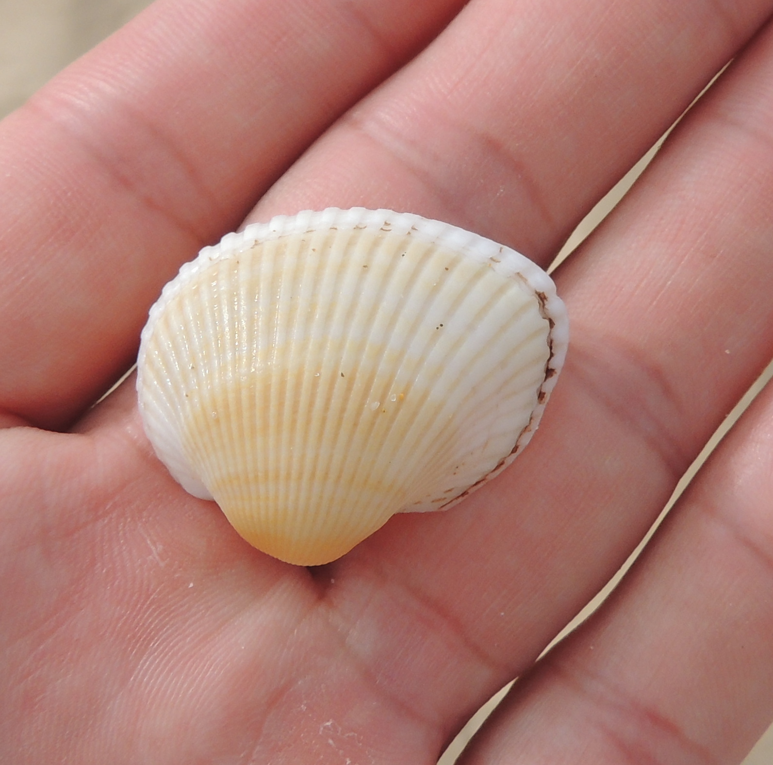 Anadara kagoshimensis (Tokunaga, 1906)