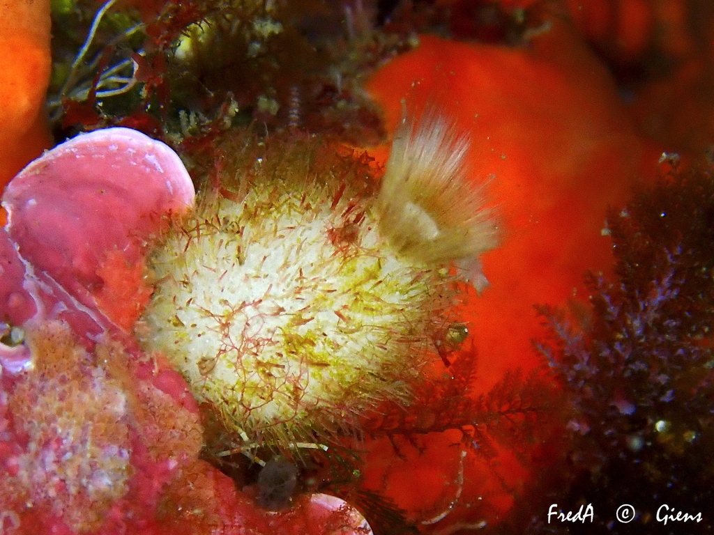 Sycon raphanus from Var, Provence-Alpes-Côte d'Azur, FR on August 4 ...