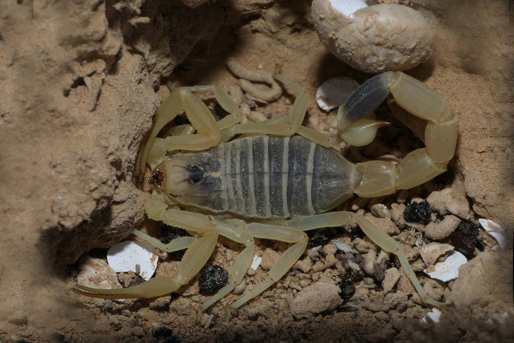 Israeli Black-top Deathstalker from Ashalim, Israel on June 10, 2021 at ...