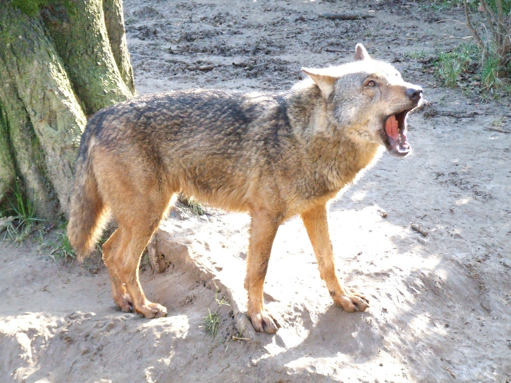 Iberian Wolf (Canis lupus signatus) - Know Your Mammals