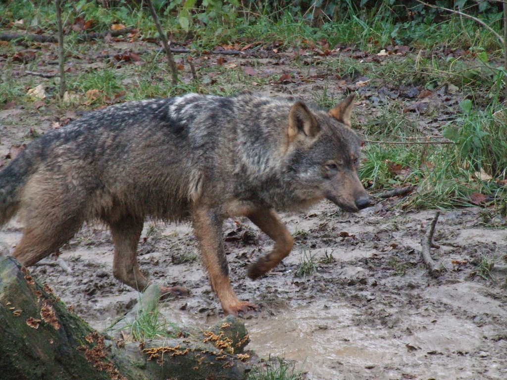 Iberian Wolf (Canis lupus signatus) - Know Your Mammals