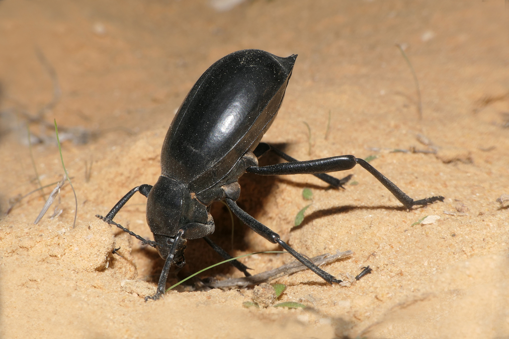 Blaps from Ashalim, Israel on August 07, 2021 at 11:25 PM by Alfred ...