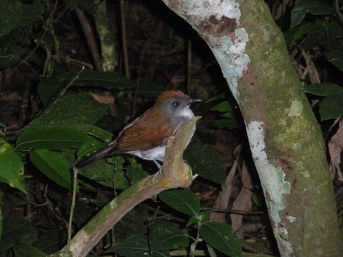Subspecies Alethe castanea woosnami · iNaturalist