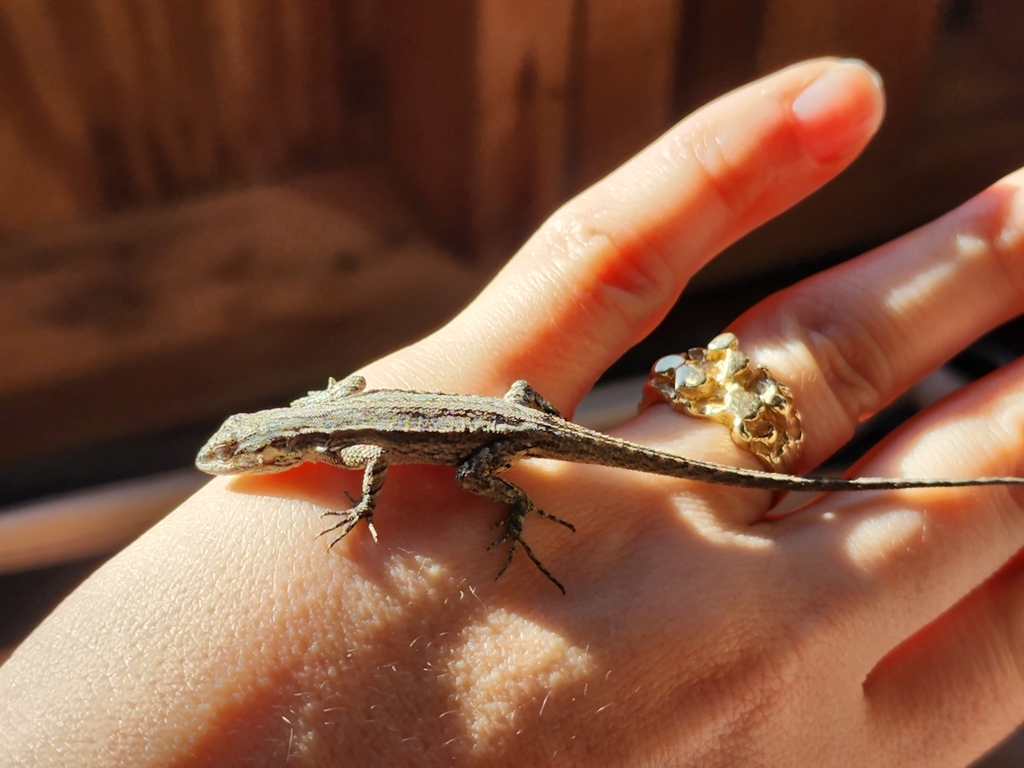 Ornate Tree Lizard from Rocksprings, TX 78880, USA on December 03, 2022 ...