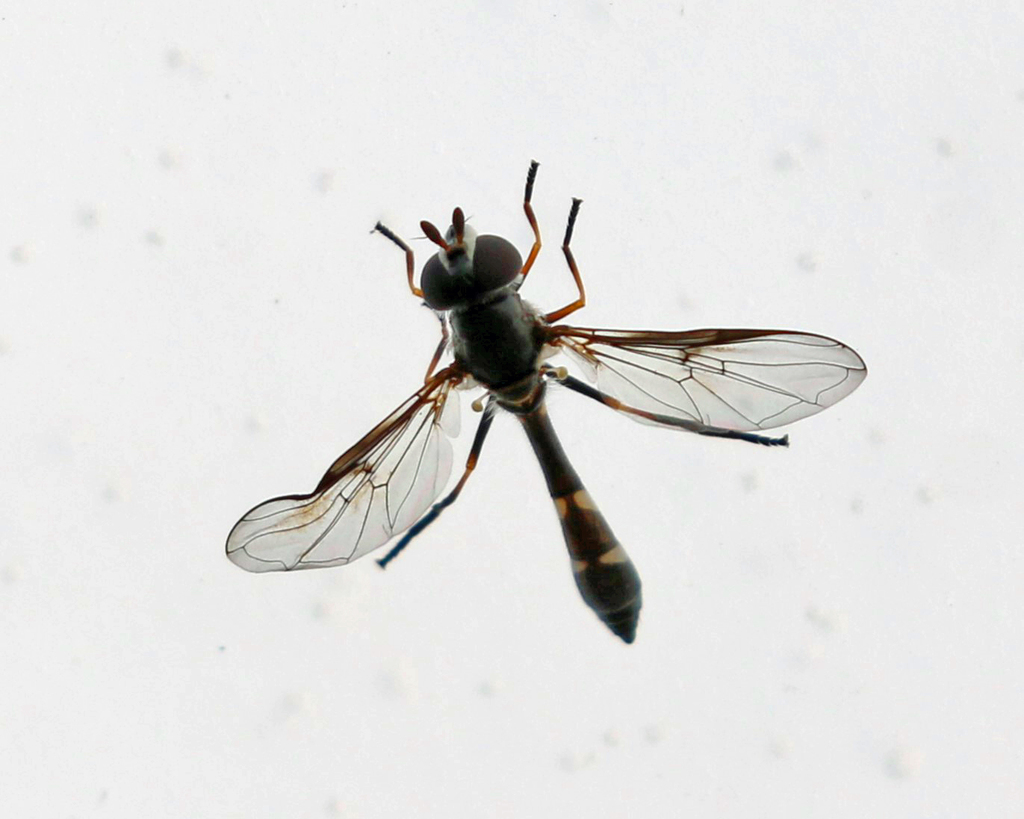 Four-speckled Hover Fly from Canoa Ranch, AZ, USA on December 02, 2022 ...