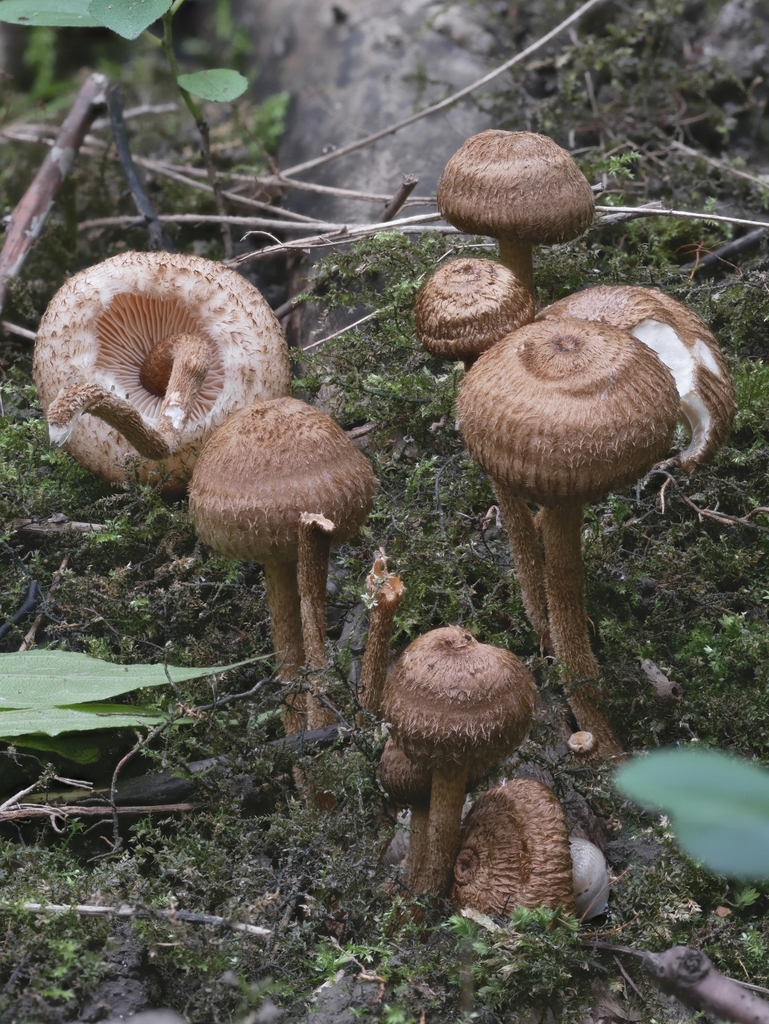 Crinipellis from Grand Island, NY, USA on September 9, 2018 at 08:41 AM ...