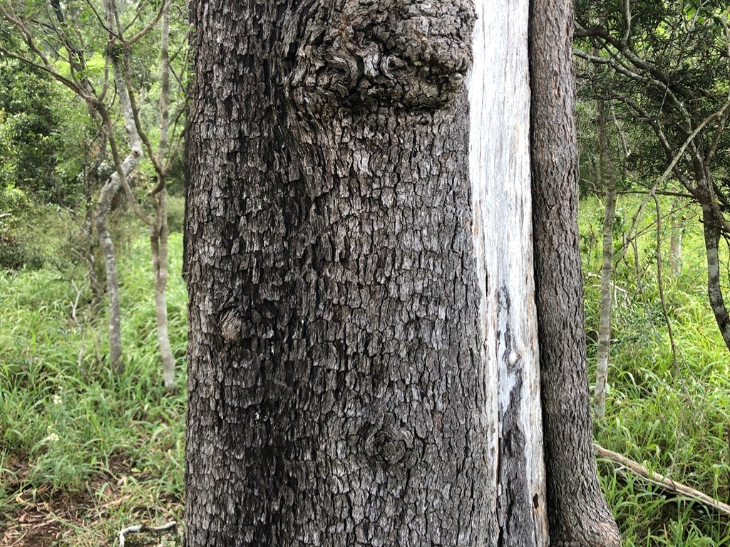 Belah (Casuarina cristata) - Botanical Realm