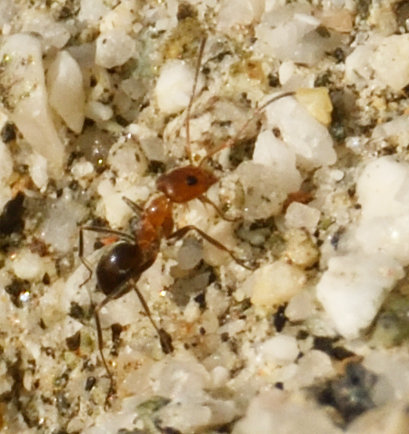 Bicolored Pyramid Ant from Riverside County, CA, USA on December 03 ...