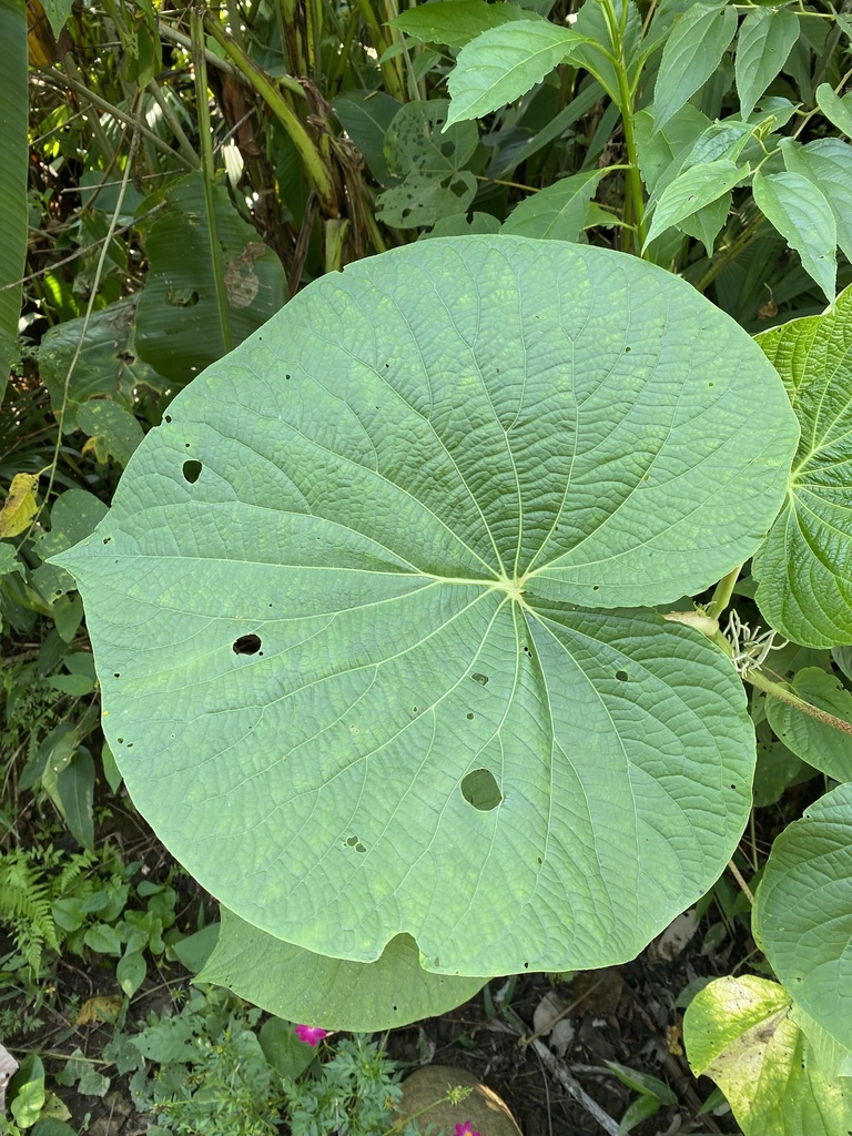 pariparoba from Guillermo Rivadeneira, Tena, Napo, EC on December 03 ...