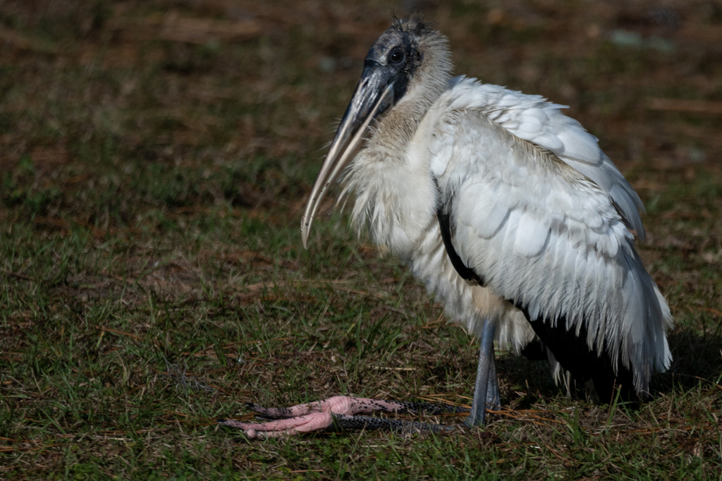 Wood Stork from Hilton Head Island, SC, USA on December 03, 2022 at 09: ...